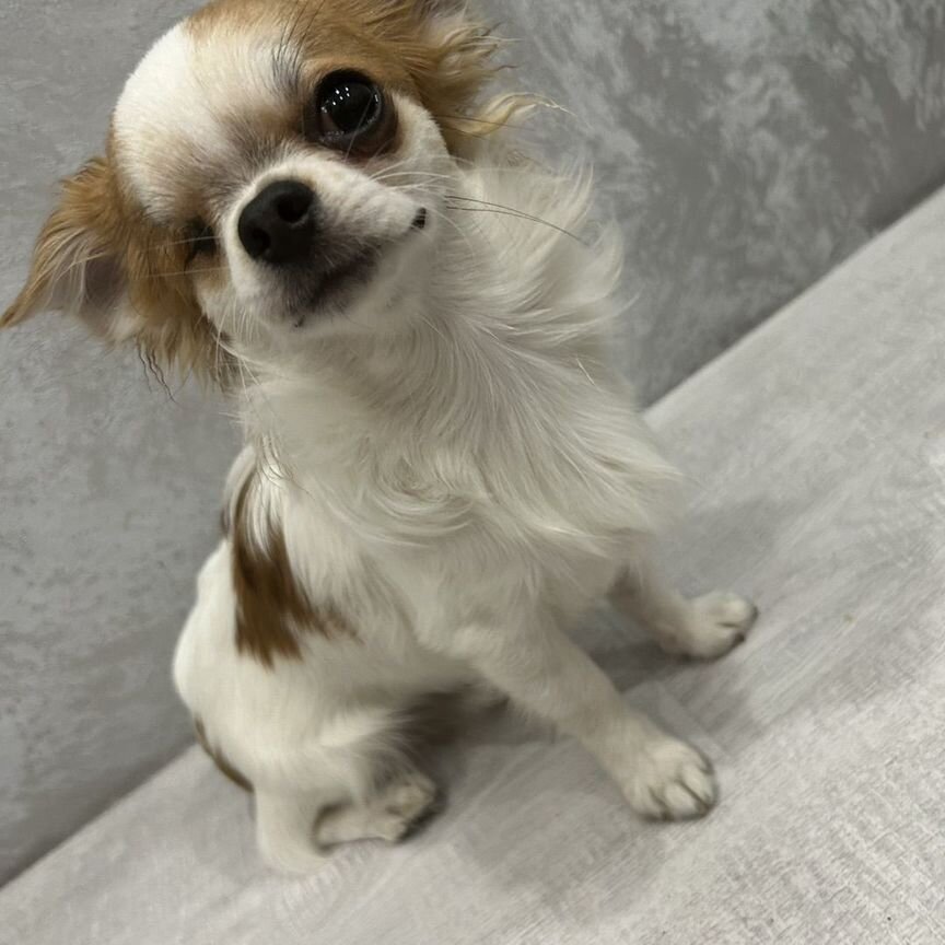 Вязка чихуахуа мальчик