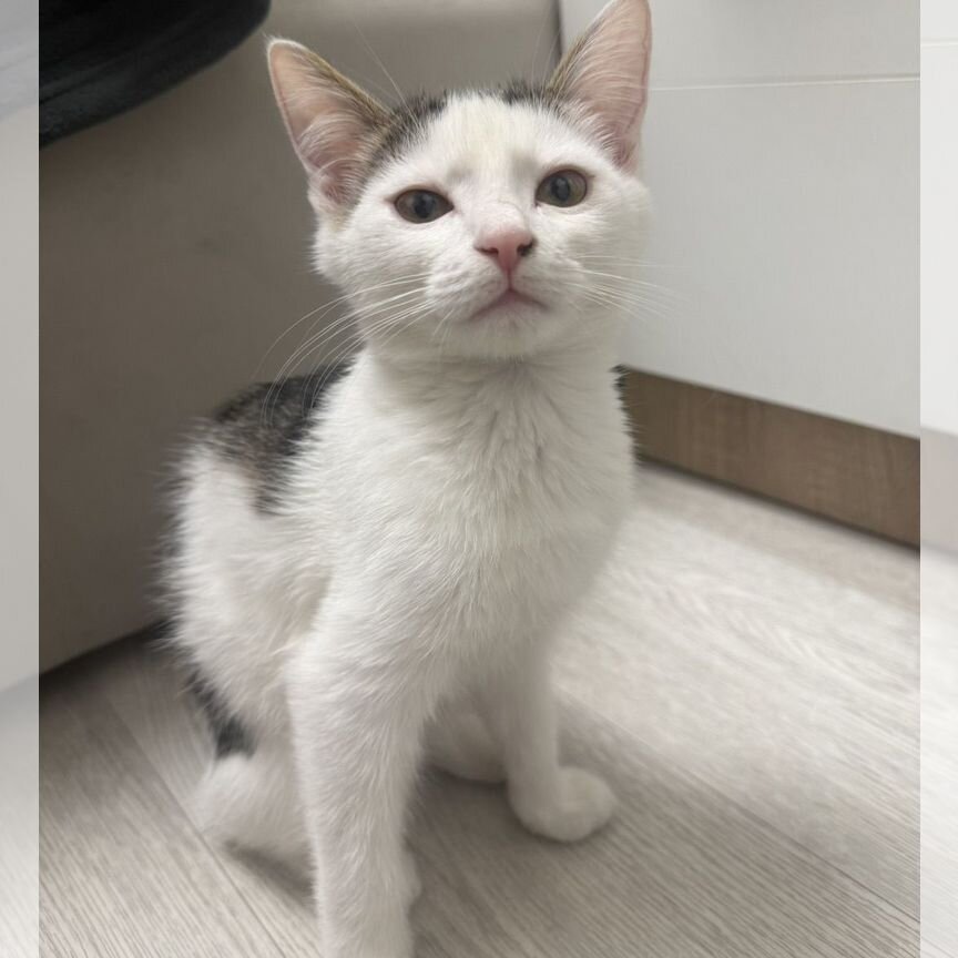 Алтайский котёнок