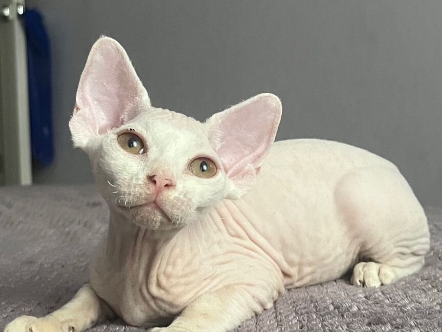 Котята девон-рекс