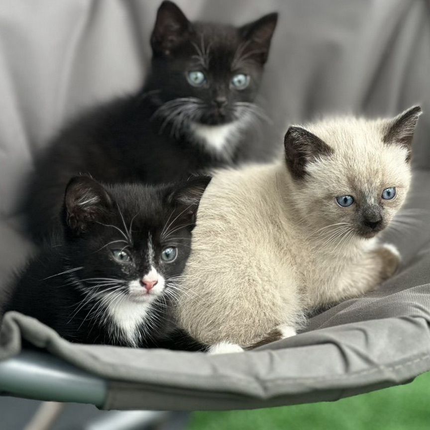 Котята в добрые руки бесплатно маленькие