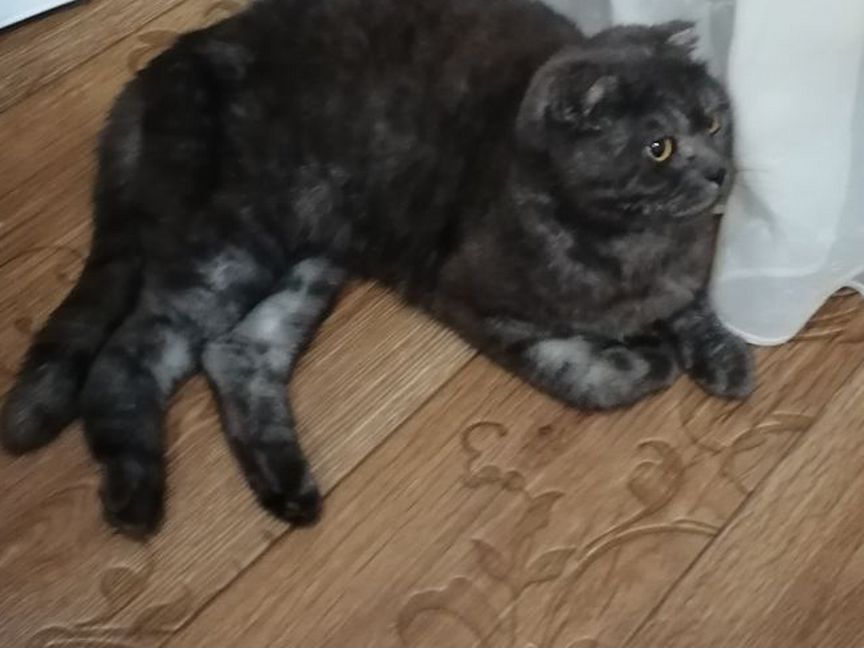 Шотландская вислоухая кошка бесплатно