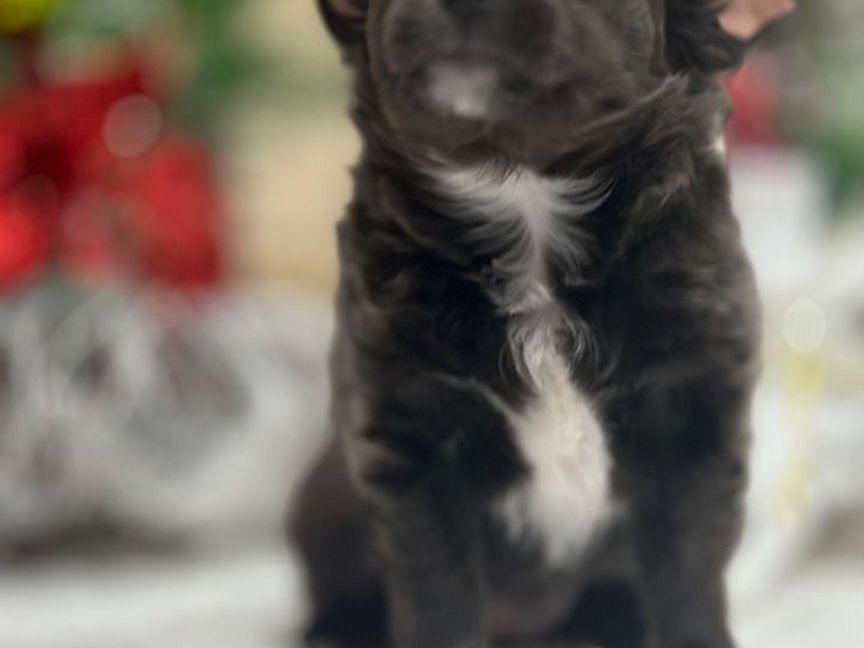 Девочка чихуахуа горький шоколад