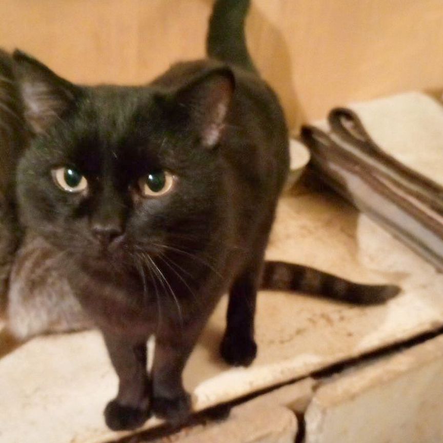 Очень нуждается в доме