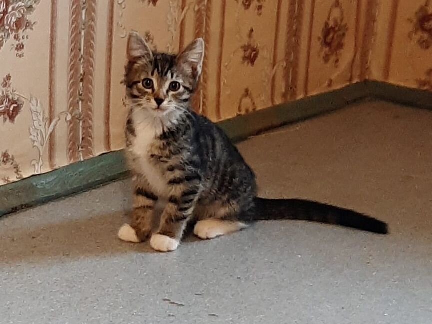 Котенок Валера