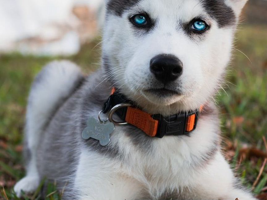 Продаю собаку хаски