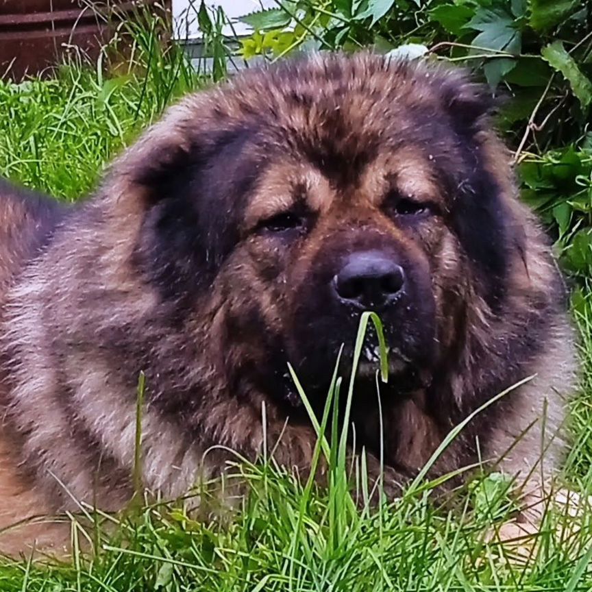 Кавказская овчарка, щенок