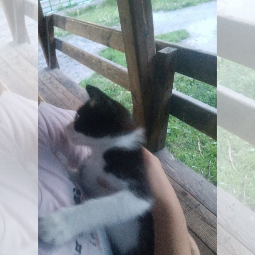 Котята в добрые руки бесплатно девочка