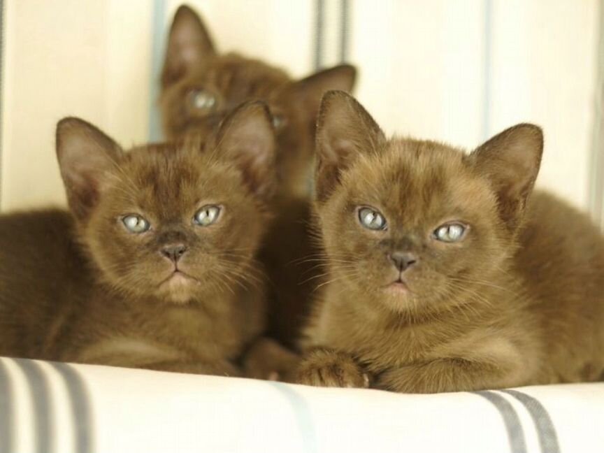 Европейская бурма