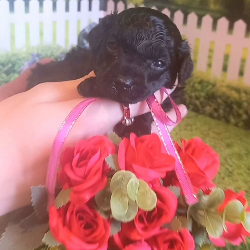 Той-пудель, щенок