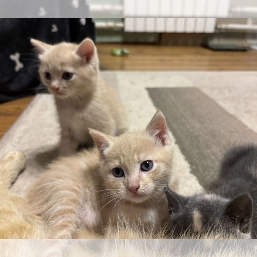 Котики бесплатно в добрые руки