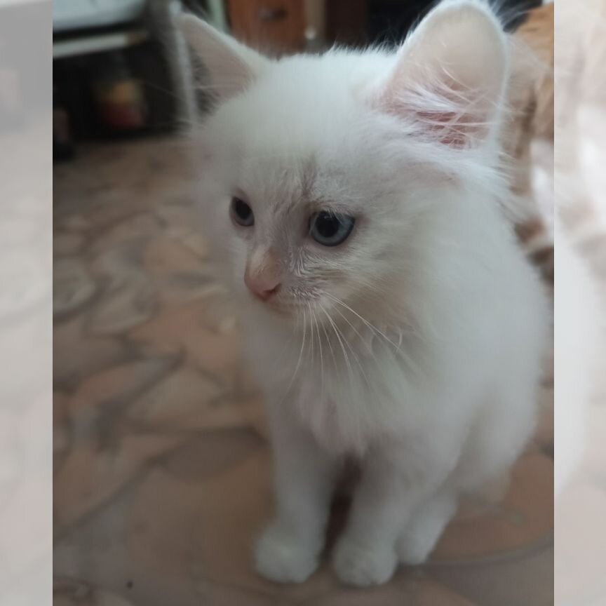 Котик белый пушистый