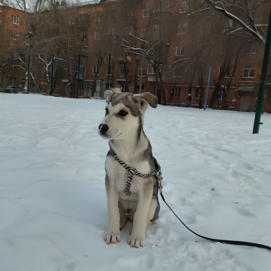 Волкособ, щенок