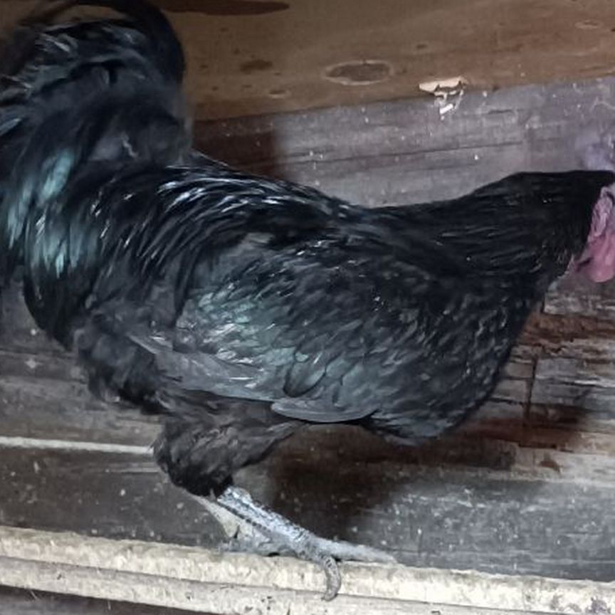 Черный петух уейхилюй