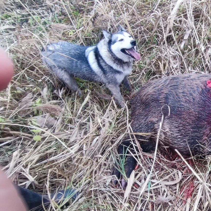 Западно сибирская лайка