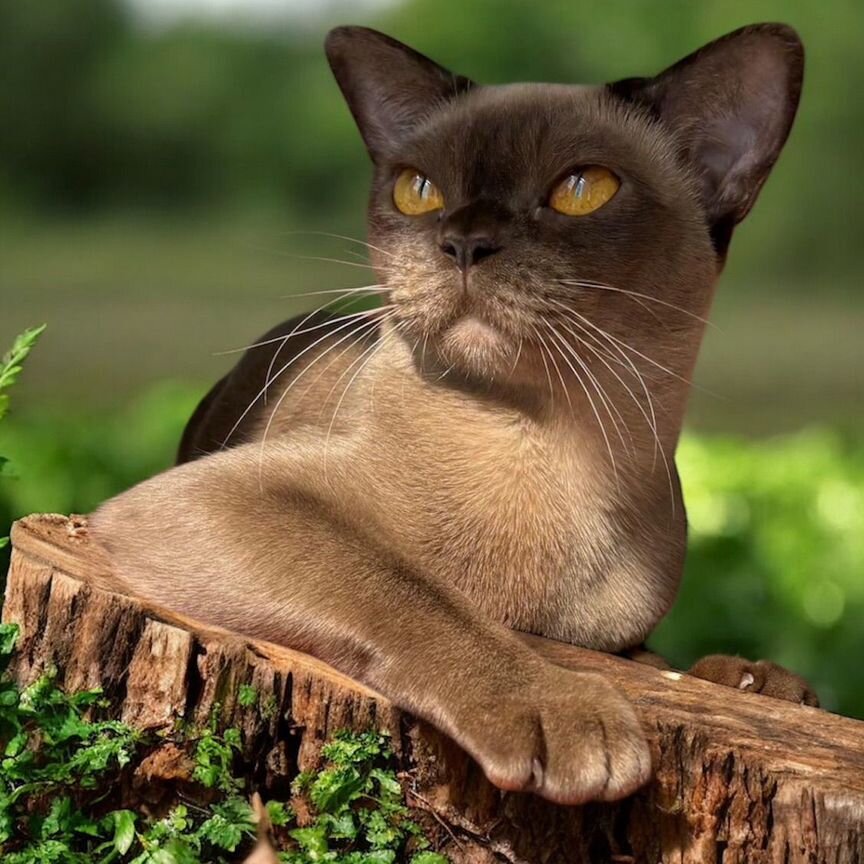 Европейская бурманская, взрослая кошка