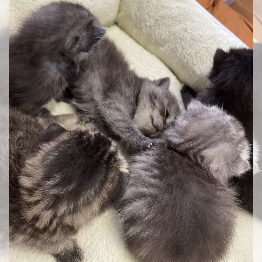 Британские котята