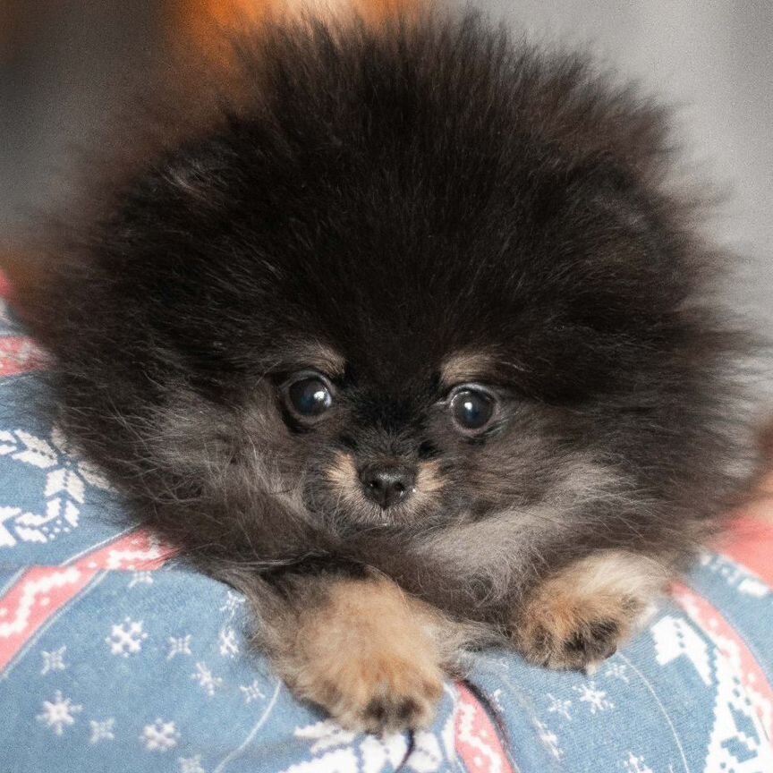 Мини куколка