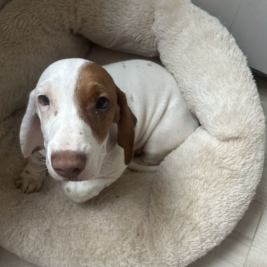 Такса стандартная окрас рыжий пайболд