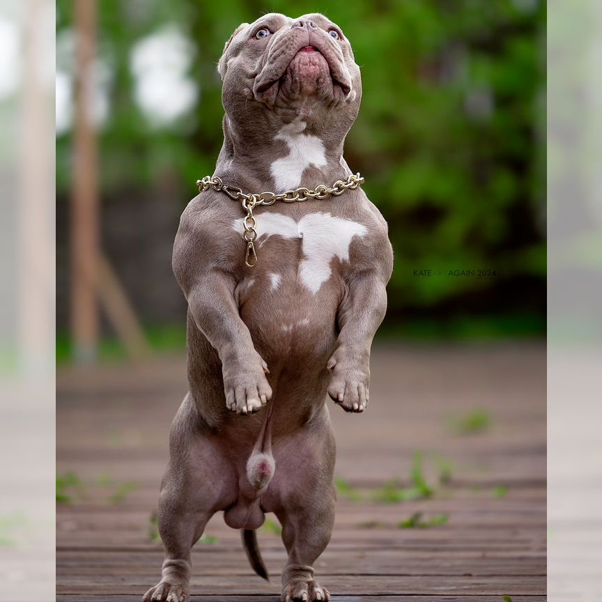 Американский булли