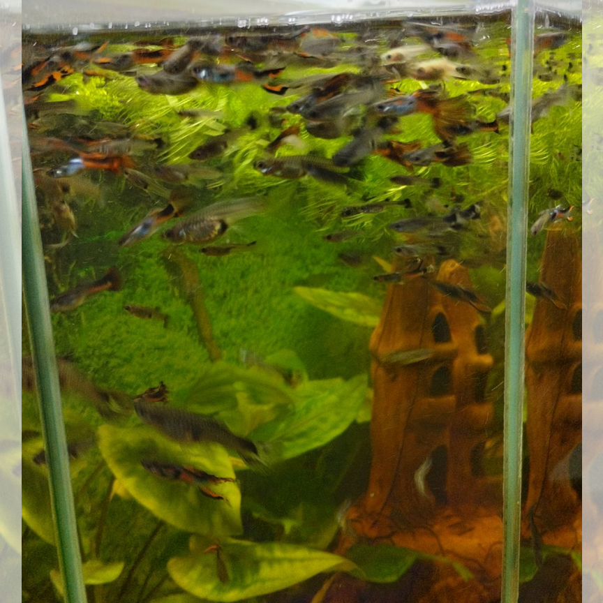 Гуппи, водоросли