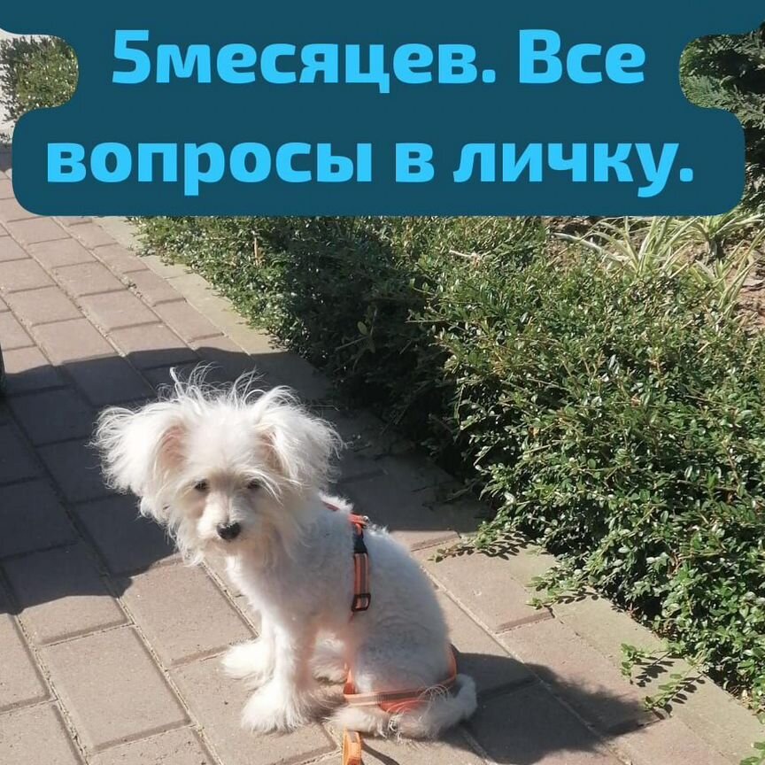 Щенки помапу