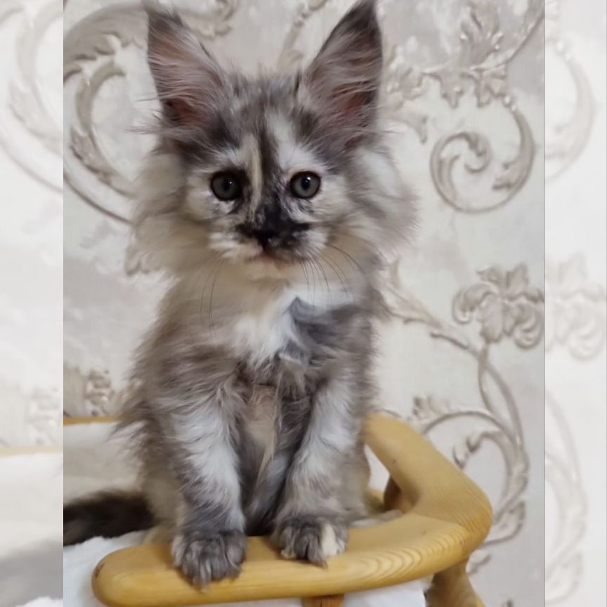 Котята мейн-кун