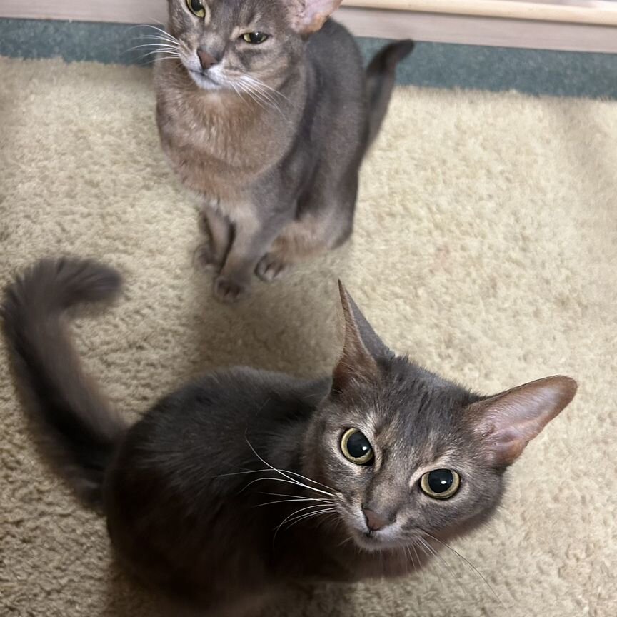 Абиссинская кошка, взрослая