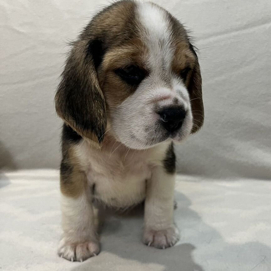 Бигль, щенок