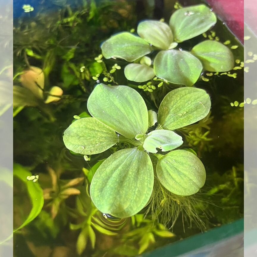 Аквариумное растение Пистия