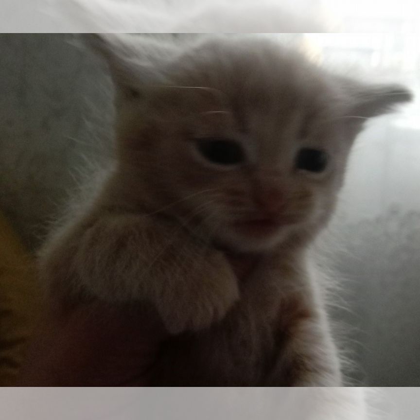 Котёнок в добрые руки