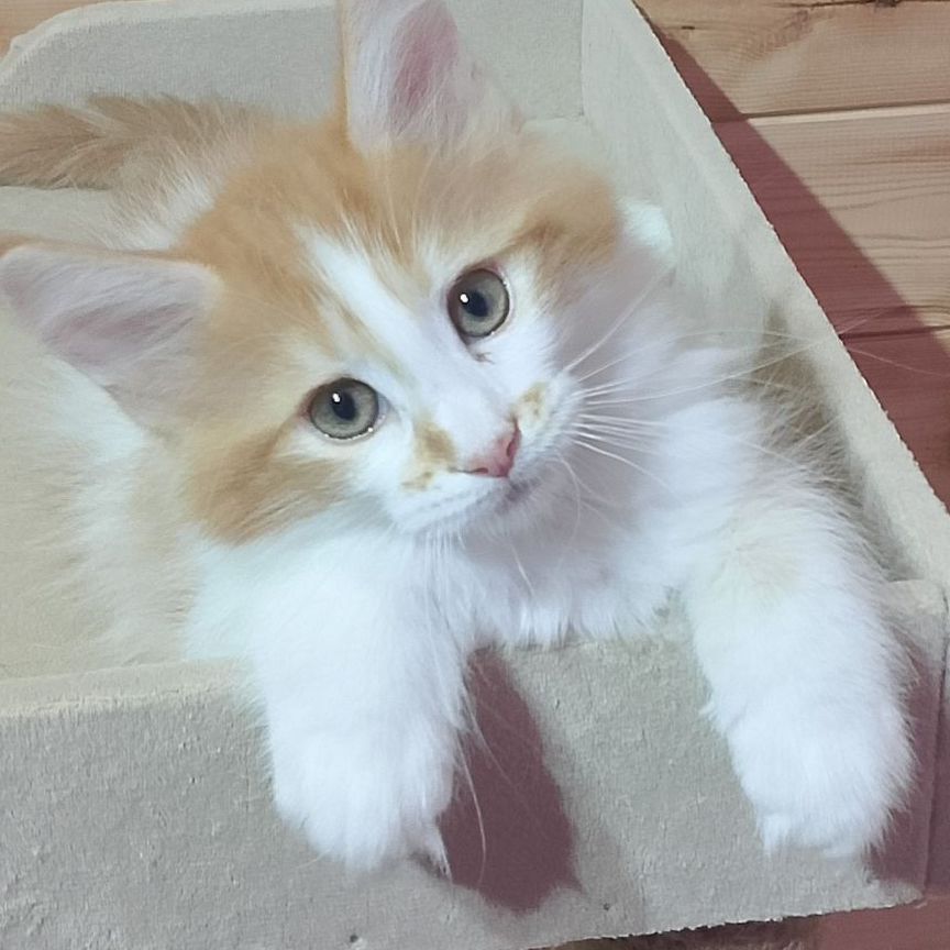 Мейн-кун котёнок