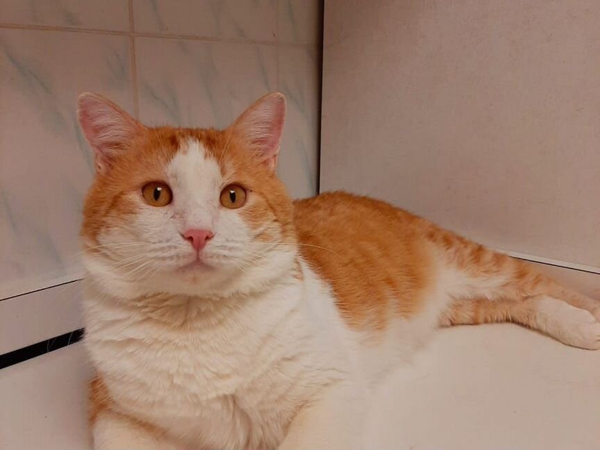 Кот Эмиль сладкий батон ищет дом