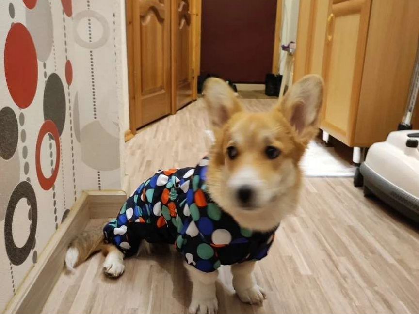 Одежда для собак