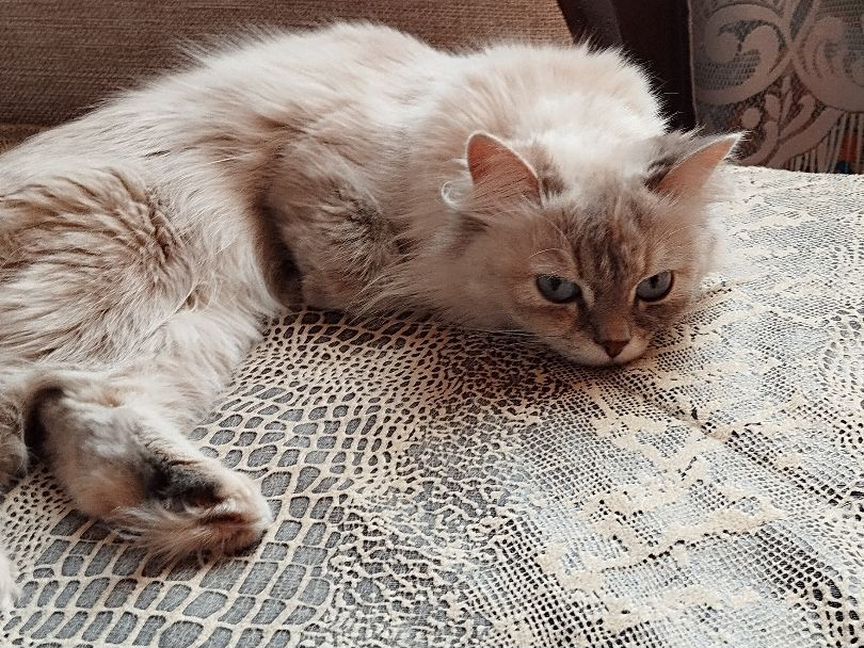 Кошка невская маскарадная