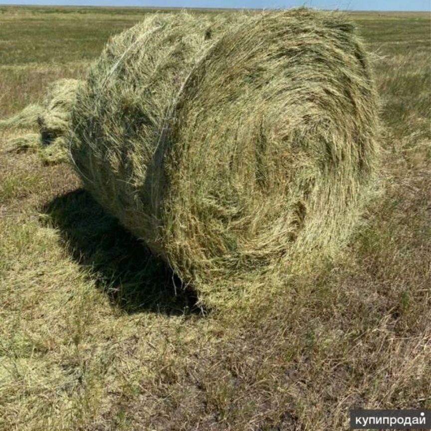 Сено в рулонах