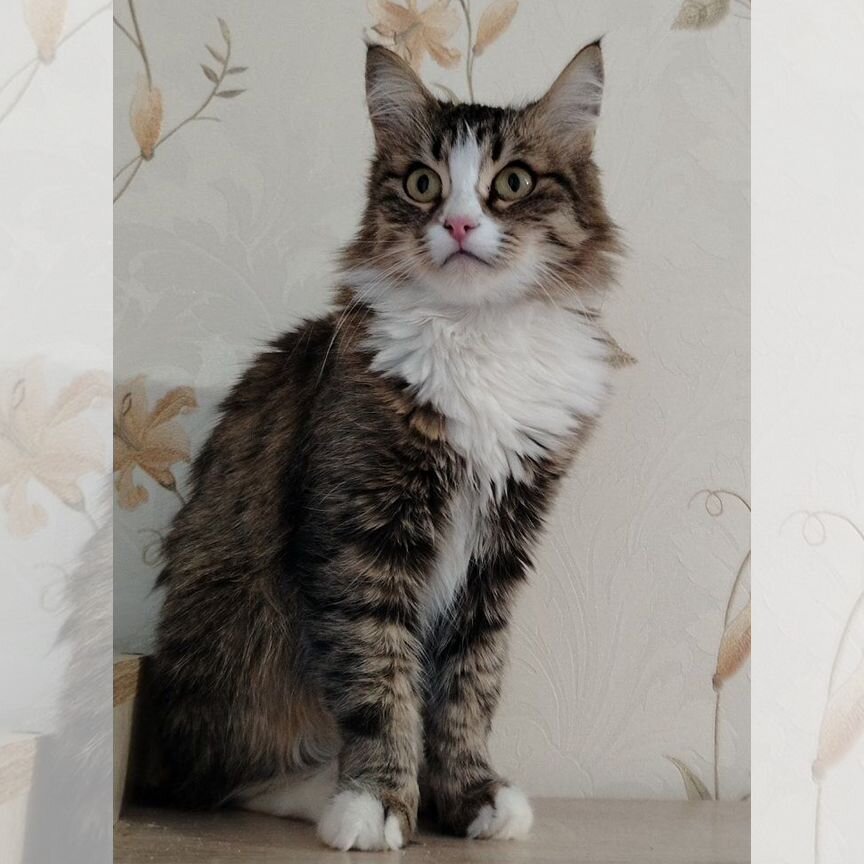 Кошечка Милана ищет дом