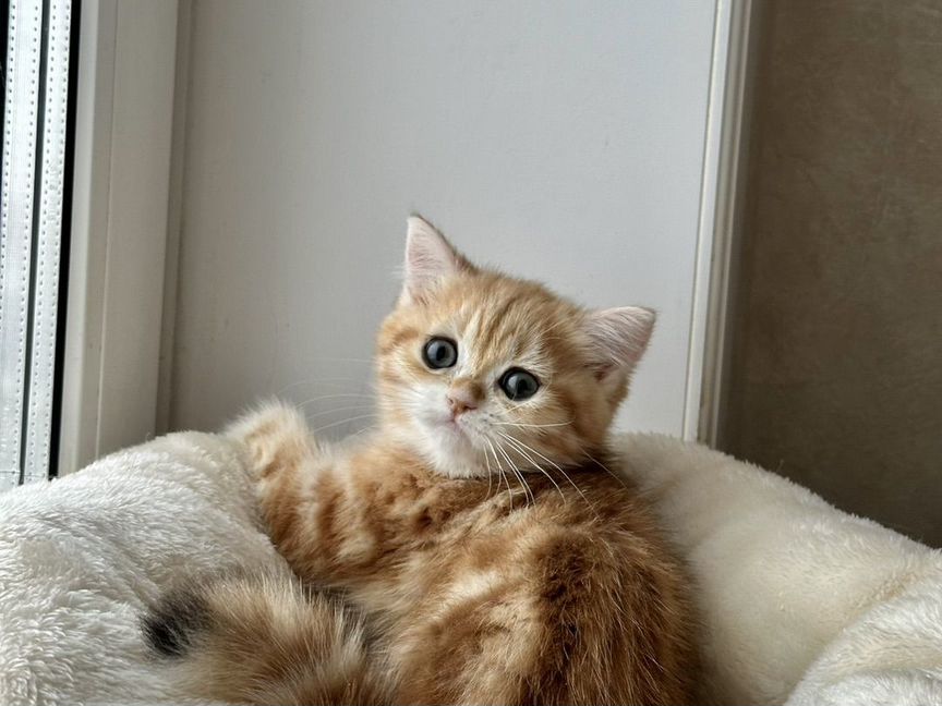 Кошечка ny12(22) золотая мраморная шиншилла