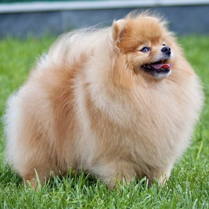 Померанский шпиц, щенок