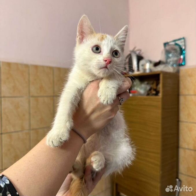 Супер котятки в добрые руки