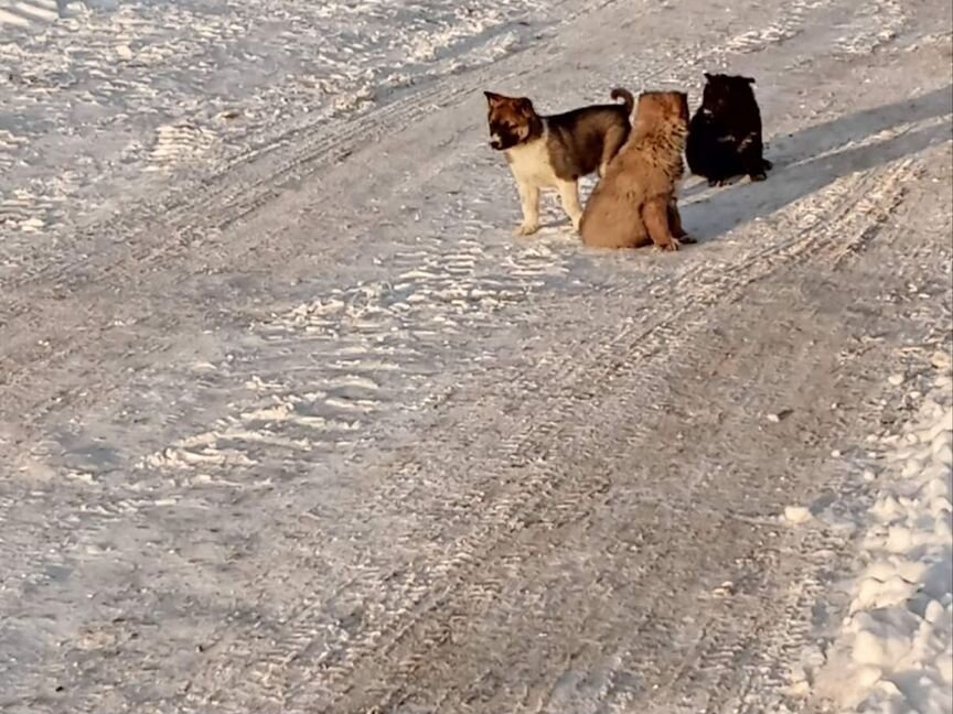 Щенки в добрые руки