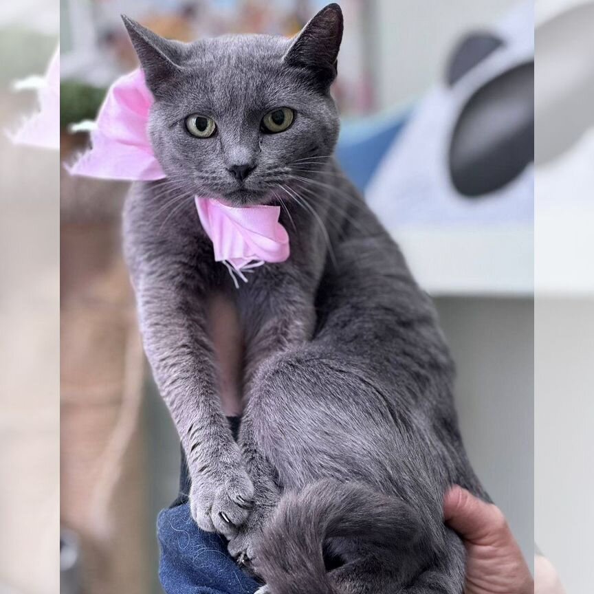 Взрослая кошка в добрые руки