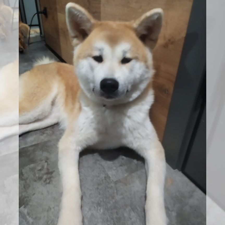 Акита-ину, взрослая собака