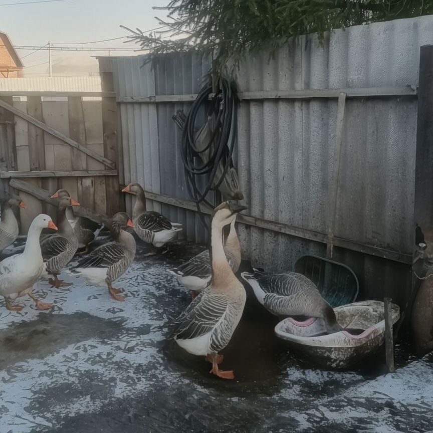 Китайские гуси