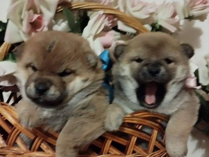 Шикарные щенки сиба ину
