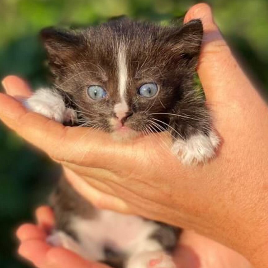 Котёночек с полоской