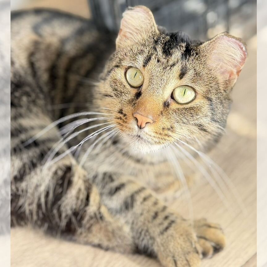 Взрослый кот в добрые руки