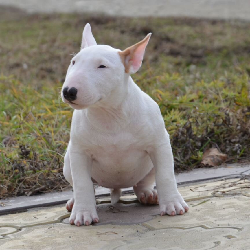 Миниатюрный бультерьер