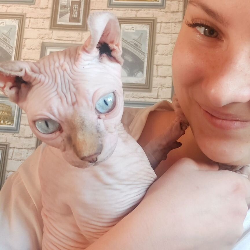 Канадский сфинкс, взрослая кошка