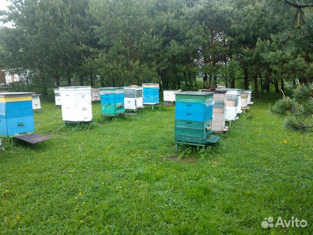 Продам пчелосемьи купить в ЛМС Животные и зоотовары Авито