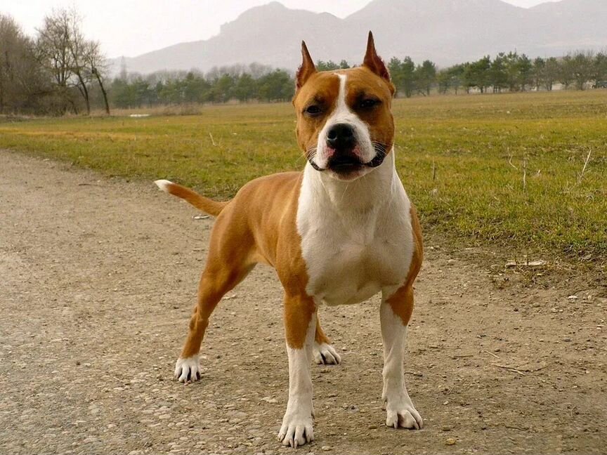 Стаффордширский терьер